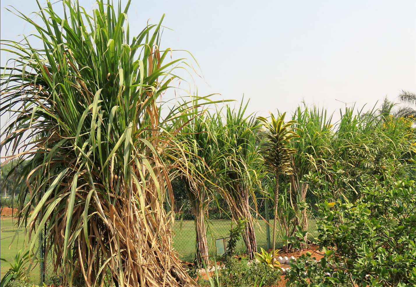 Fresh beginnings and new resolutions this Sankranti