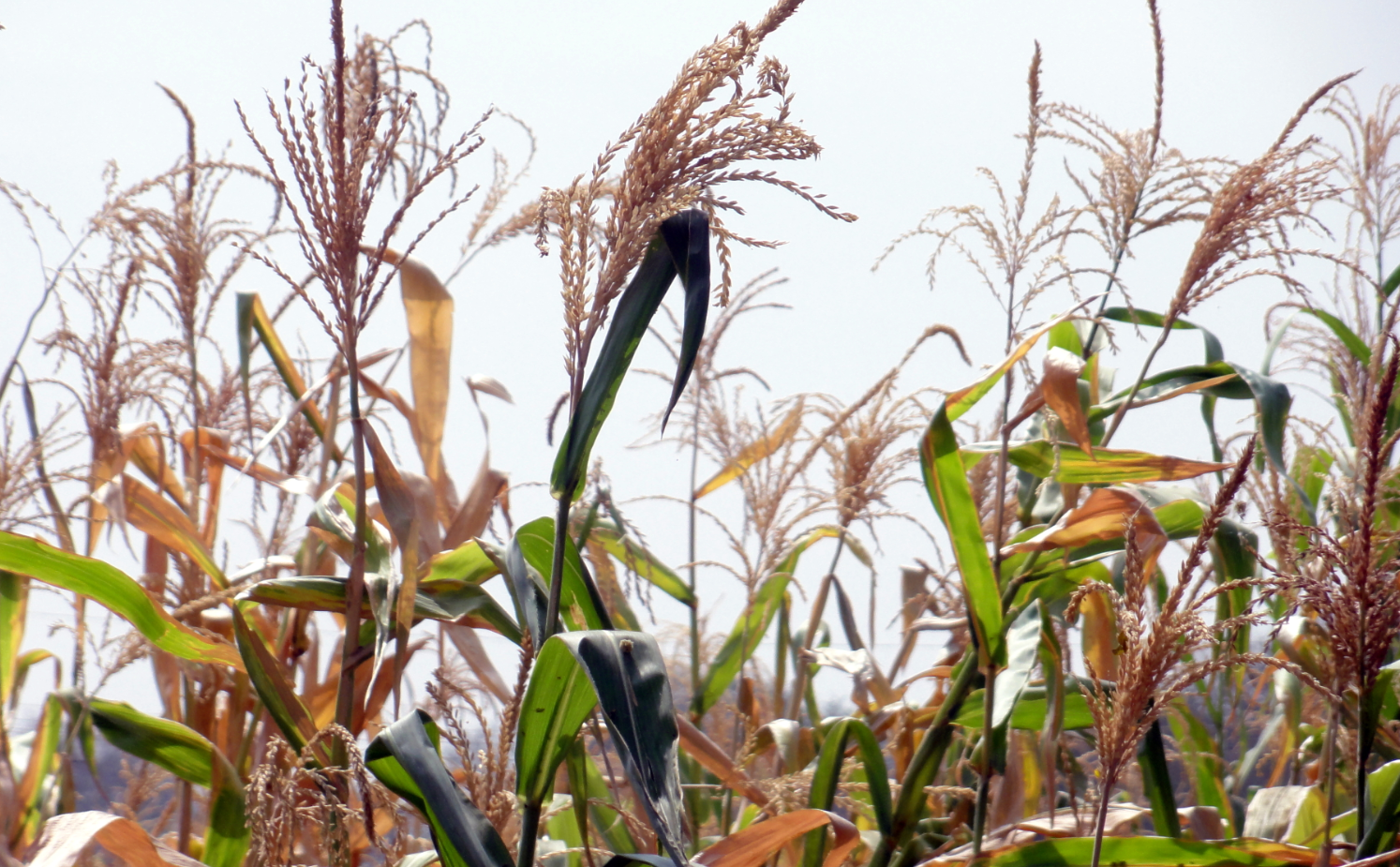 Healthy and wholesome: nuances of North Karnataka cuisine