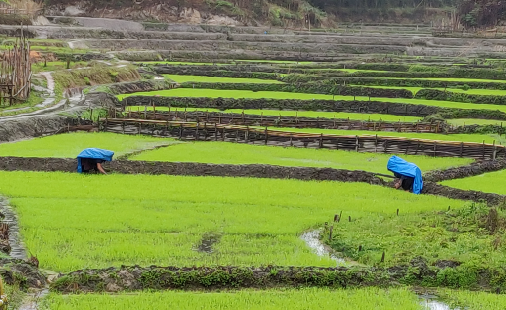 Ziro, Arunachal Pradesh: a paradise amidst the dawn lit mountains ...