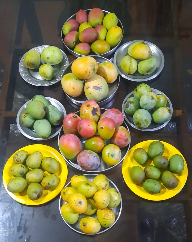 Mango Festival, Kuruvakkavu: A celebration of Indigenous Mango ...