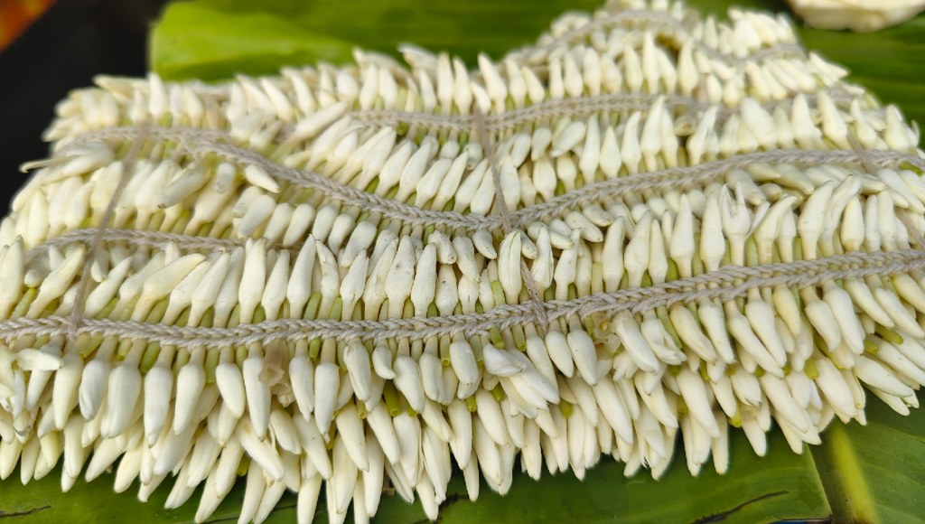 The Allure of the Udupi Mallige (Udupi Jasmine) – Rashminotes